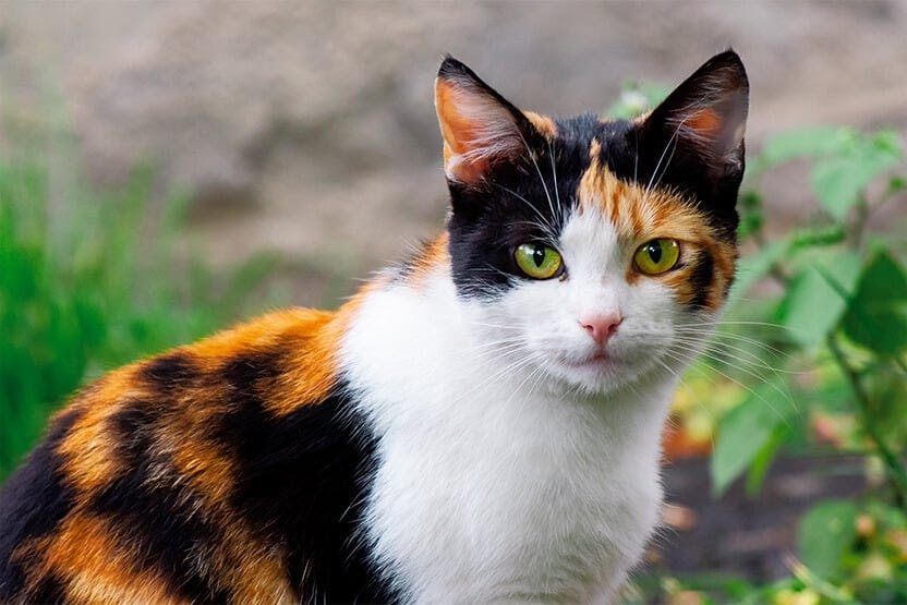 Calico cat – Ein Leitfaden zu diesen farbenfrohen Katzen